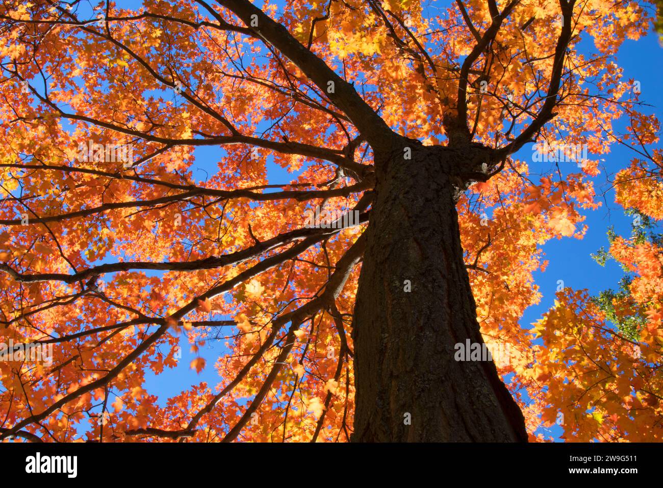 Sugar maple fall foliage, Wolcott Park, West Hartford, Connecticut ...