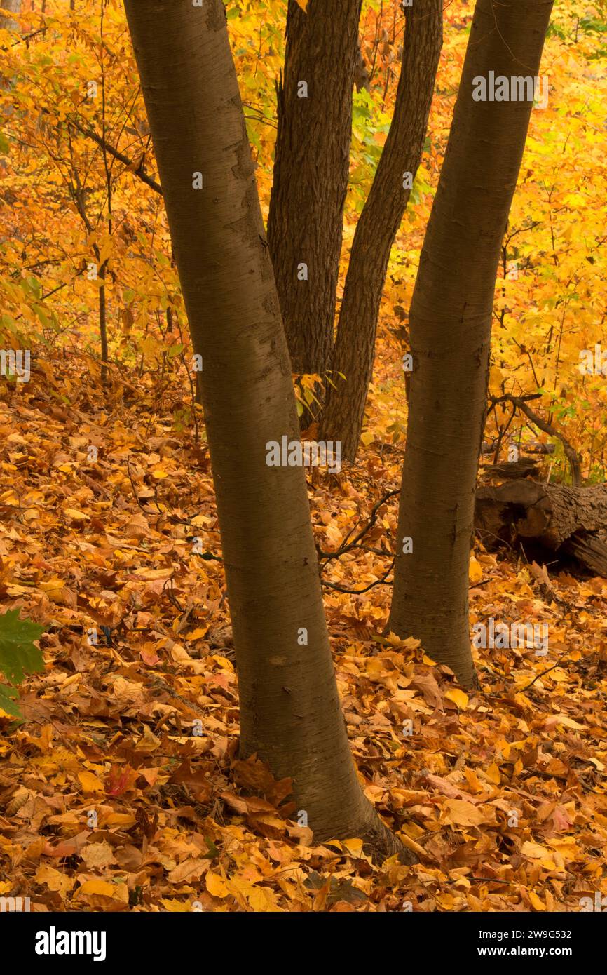 Forest fall foliage, AW Stanley Park, New Britain, Connecticut Stock ...