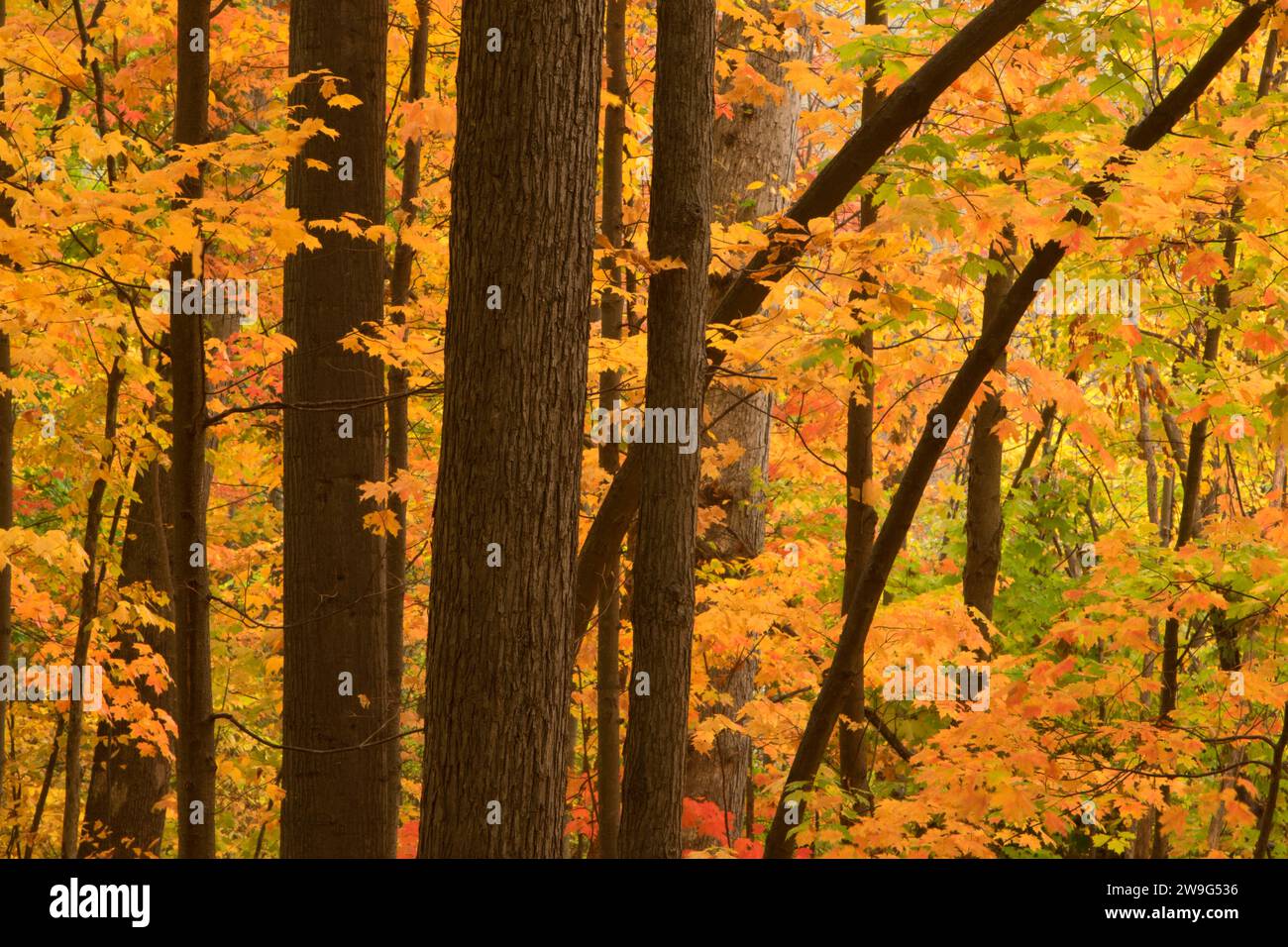 Forest fall foliage, AW Stanley Park, New Britain, Connecticut Stock ...