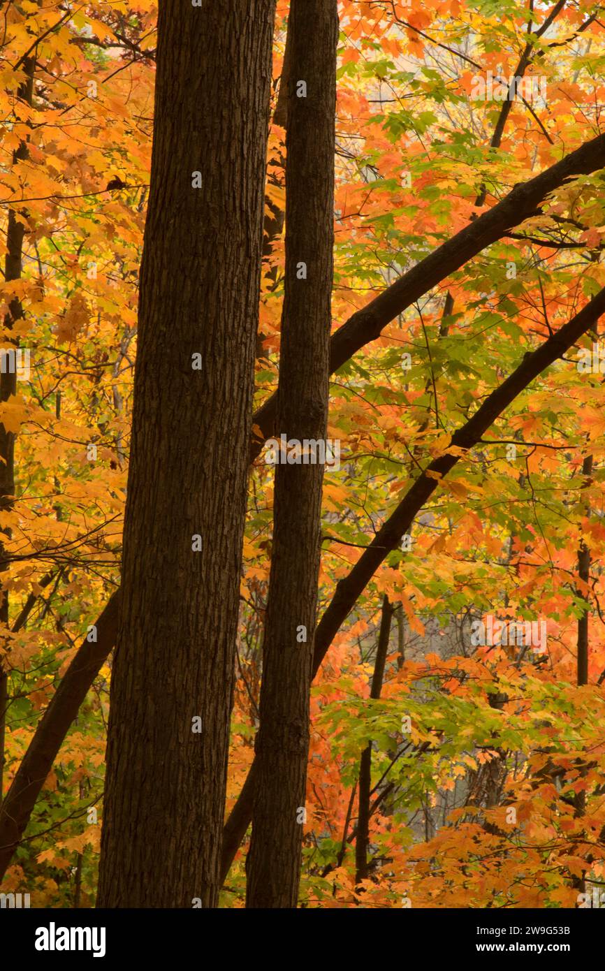 Forest fall foliage, AW Stanley Park, New Britain, Connecticut Stock ...
