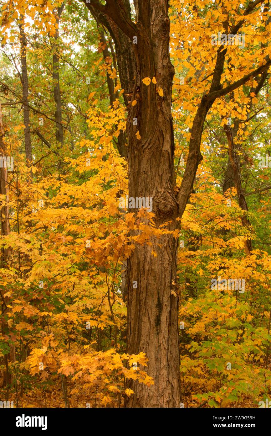 Sugar maple fall foliage, AW Stanley Park, New Britain, Connecticut ...