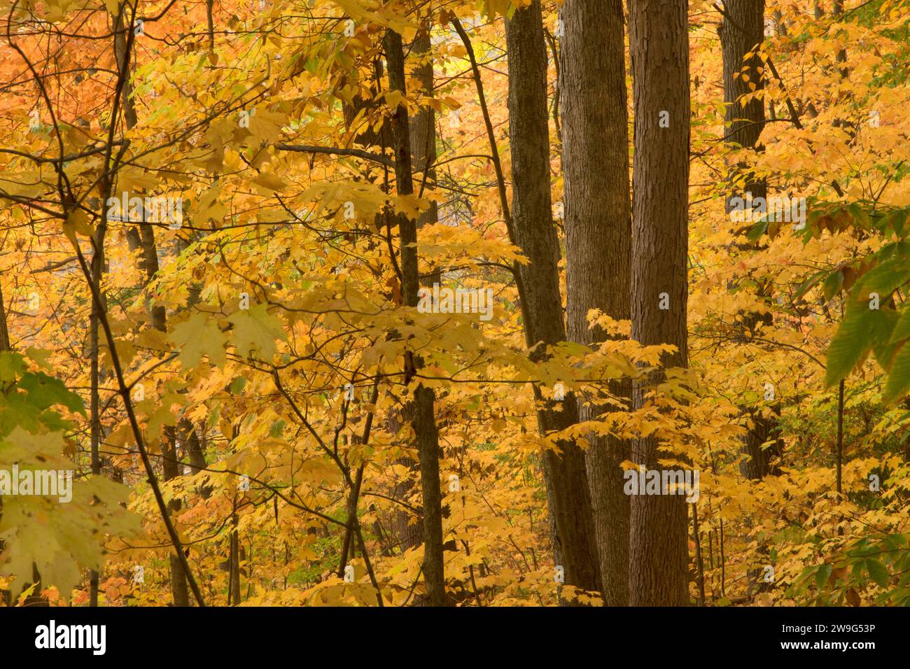 Forest fall foliage, AW Stanley Park, New Britain, Connecticut Stock ...