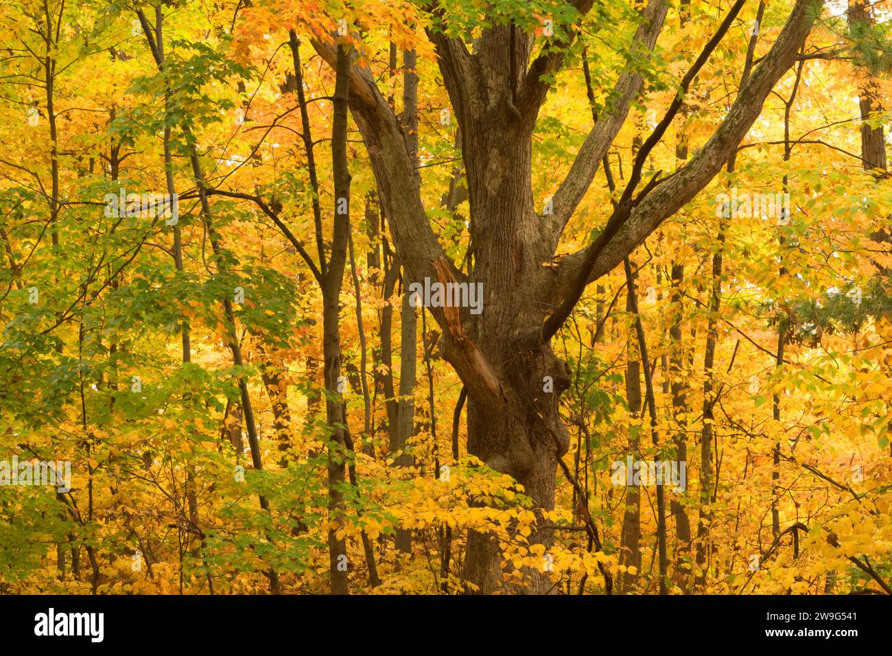 Oak fall foliage, AW Stanley Park, New Britain, Connecticut Stock Photo ...