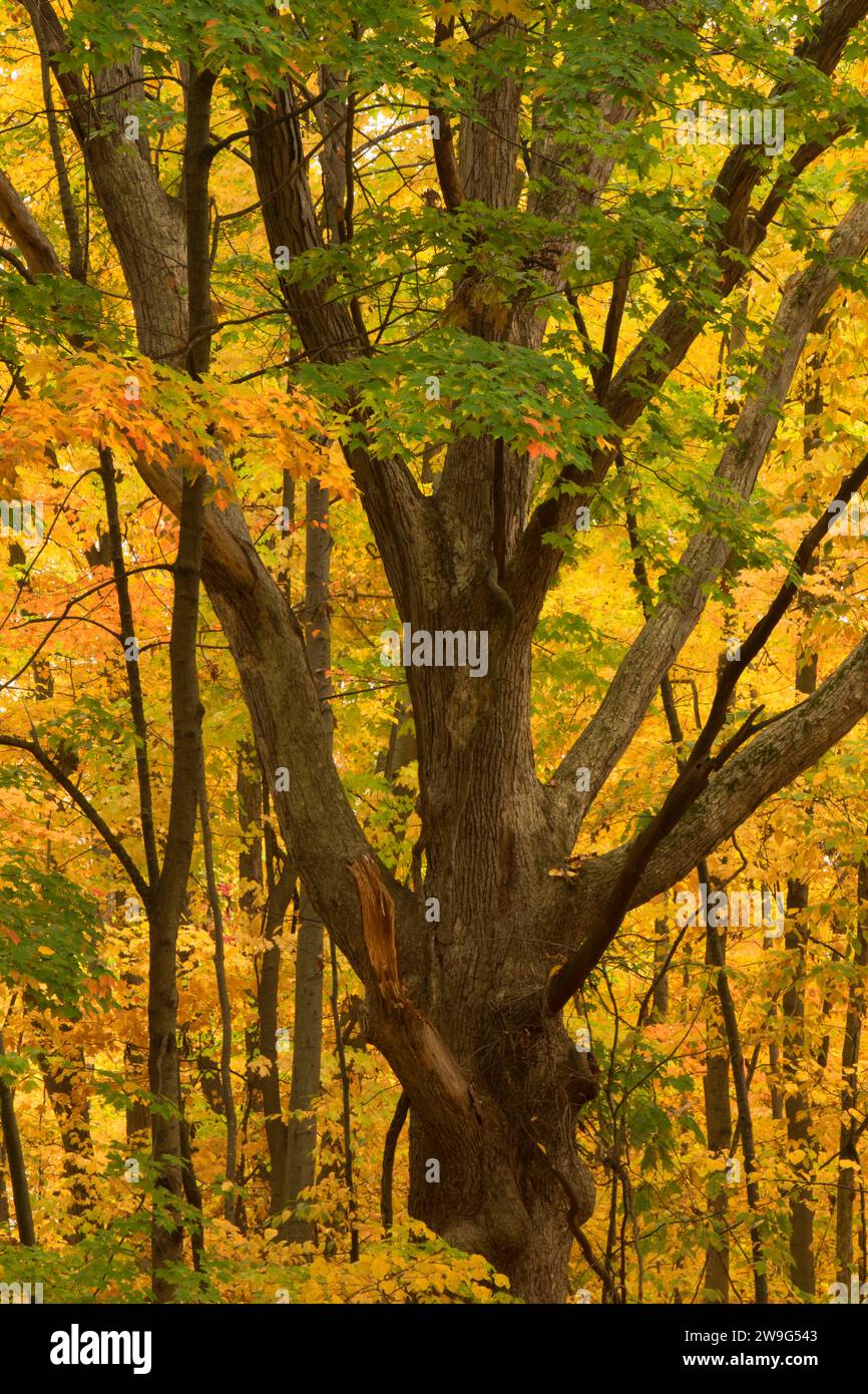 Oak fall foliage, AW Stanley Park, New Britain, Connecticut Stock Photo ...