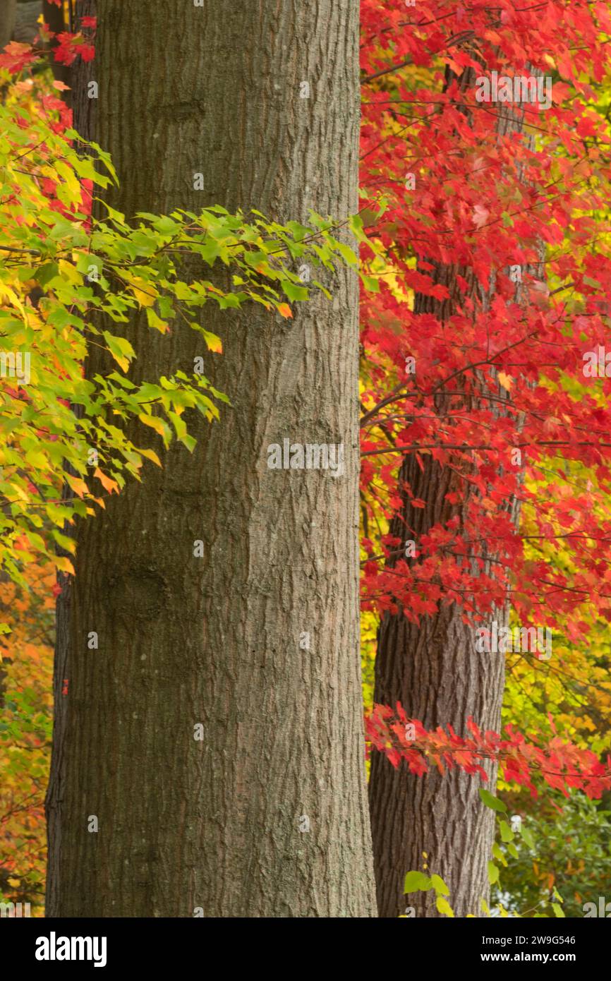 Forest fall foliage, West Hartford, Connecticut Stock Photo - Alamy