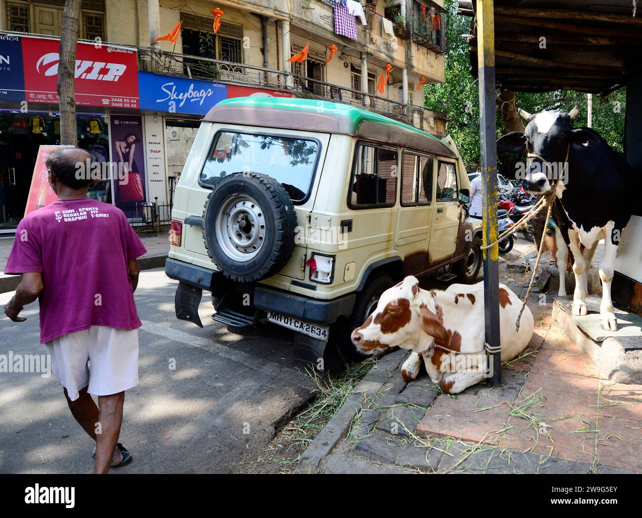 Cow in mumbai india hi-res stock photography and images - Alamy