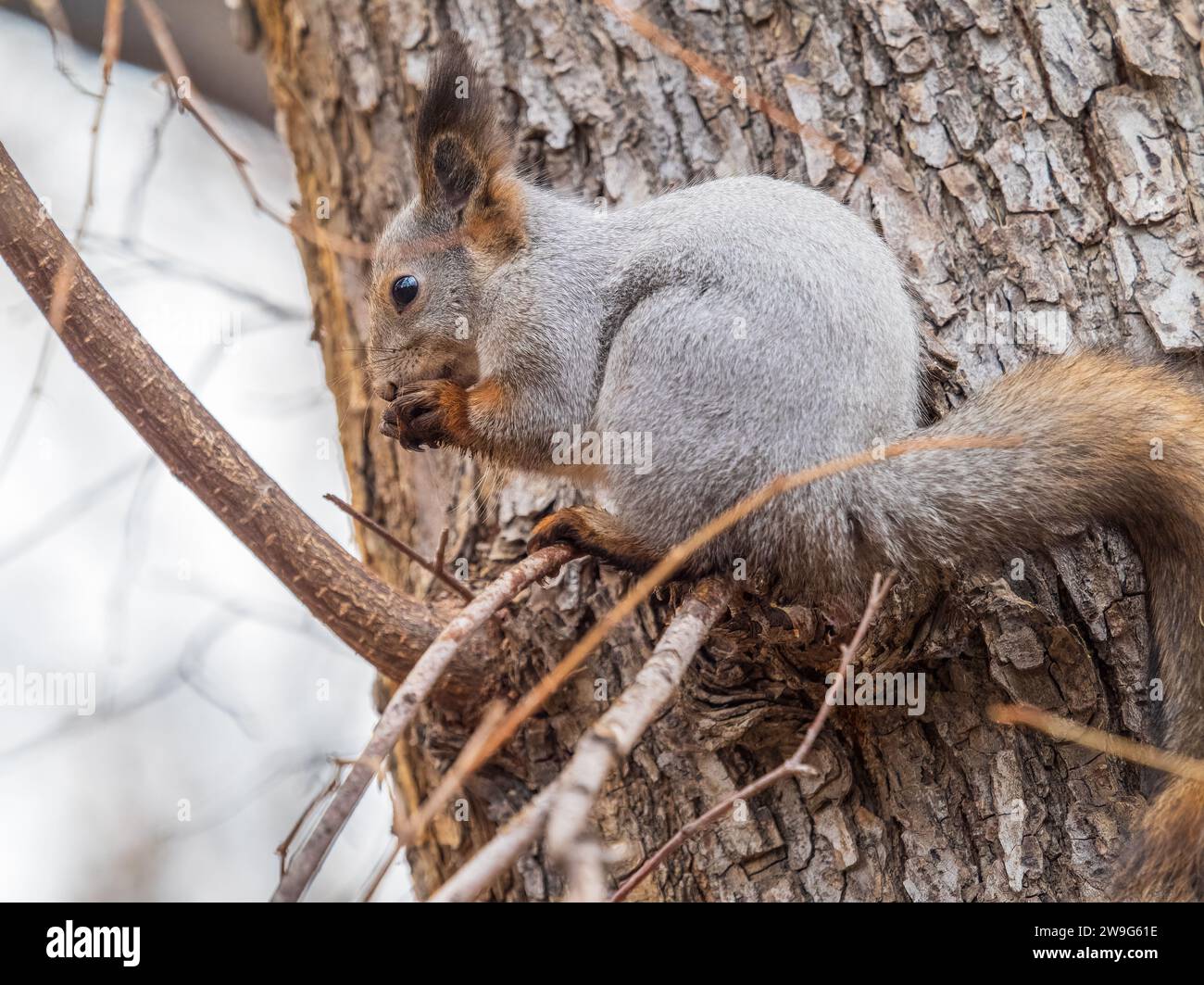 The squirrel with nut sits on tree in the autumn. Eurasian red squirrel ...