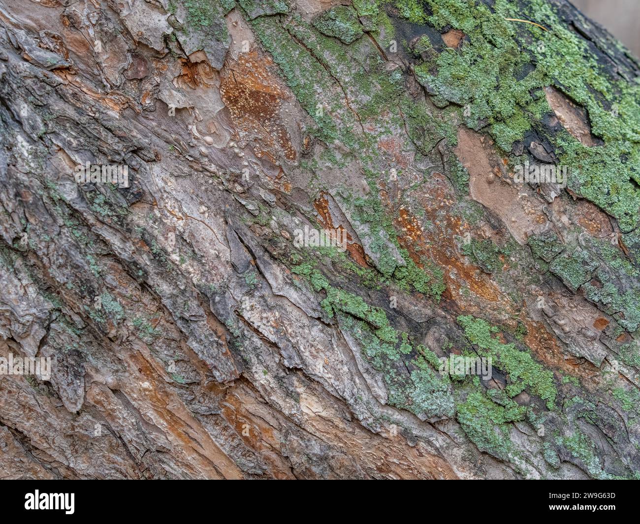 Bark texture and background of a old fir tree trunk. Detailed bark ...