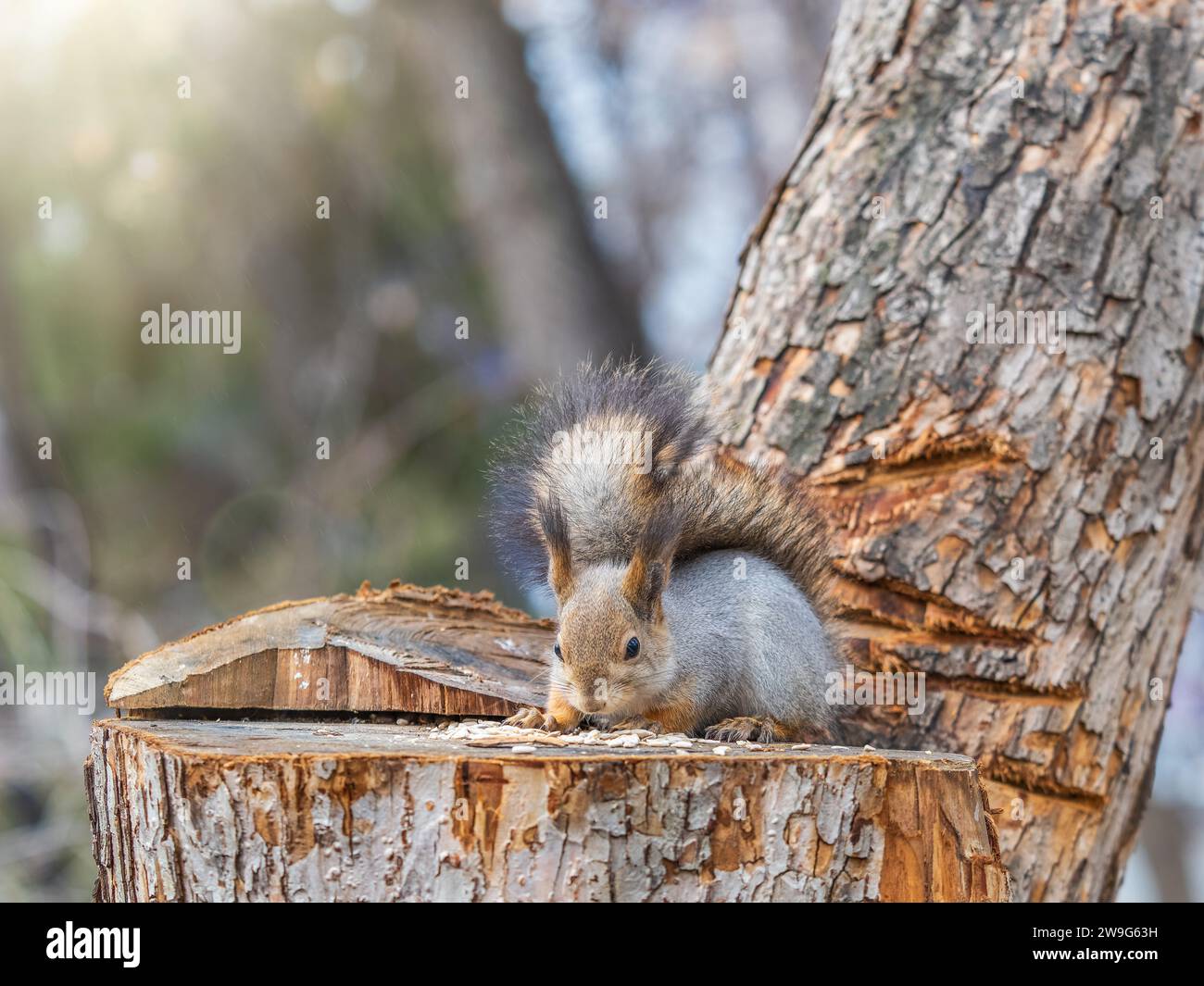 A squirrel sits on a stump and eats nuts in autumn. Eurasian red ...