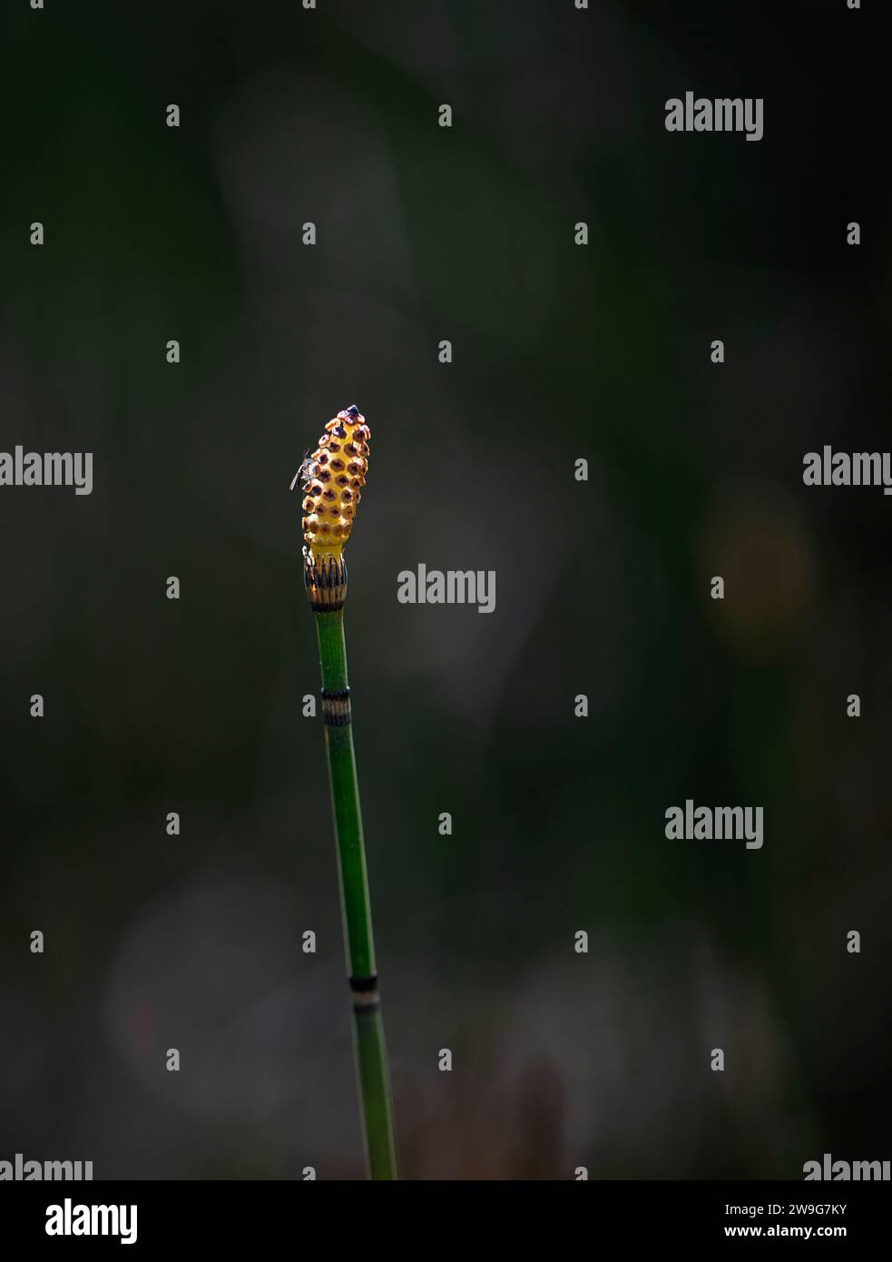 Single flower and bud hi-res stock photography and images - Alamy