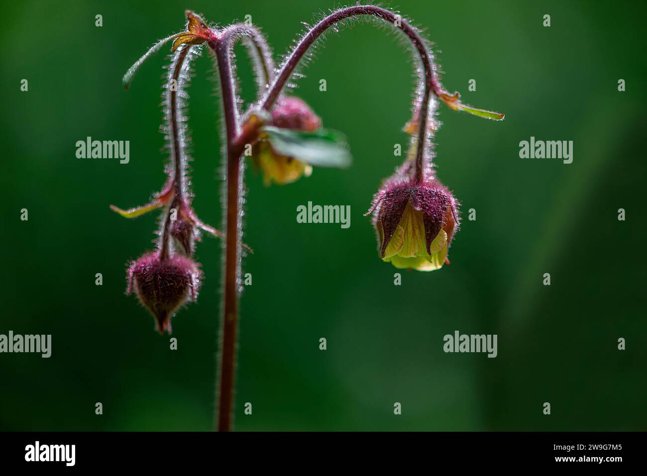 A vibrant arrangement of long-stemmed flowers featuring yellow and red ...