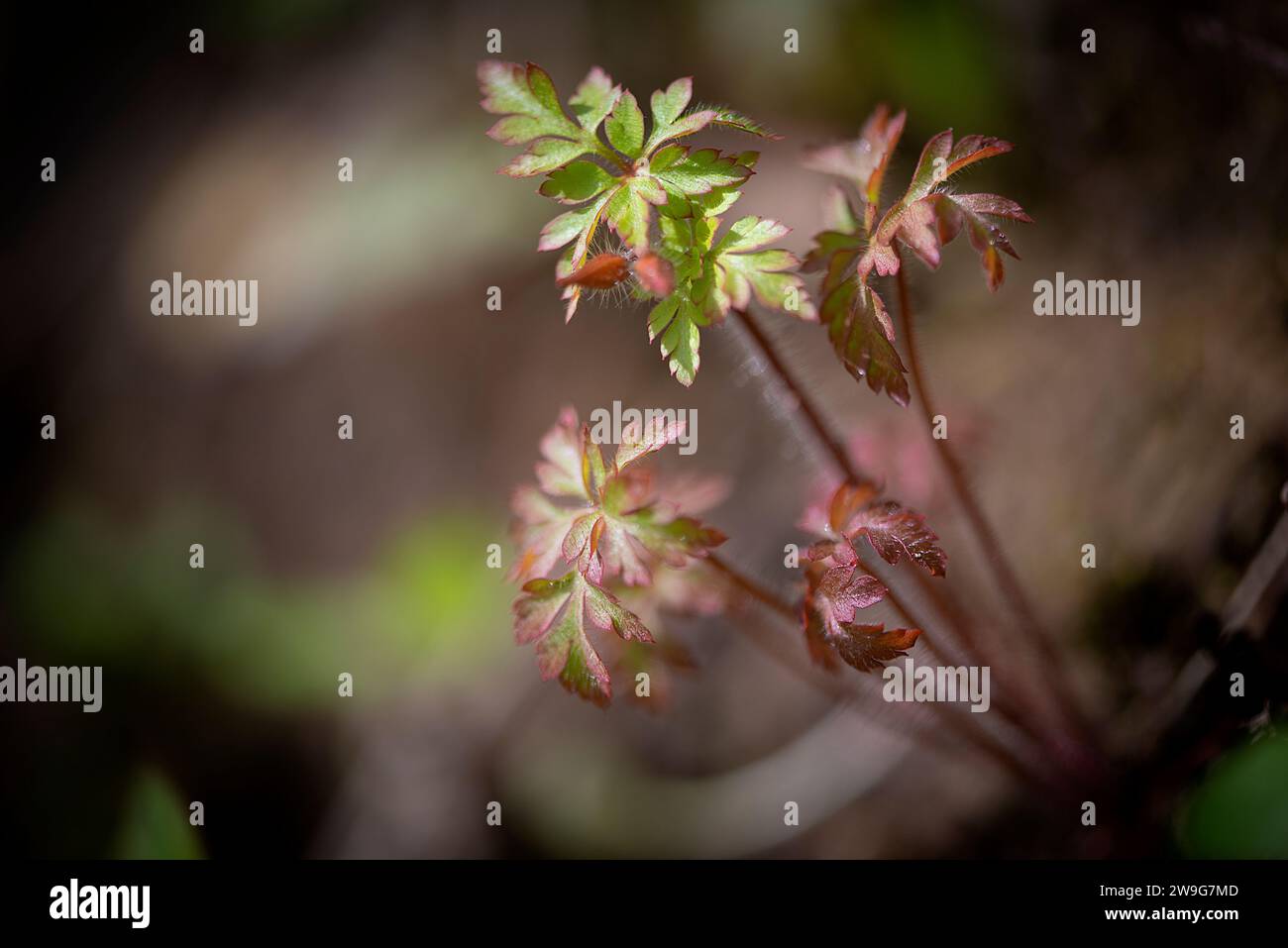 An isolated tree branch with vibrant red leaves in a lush forest ...