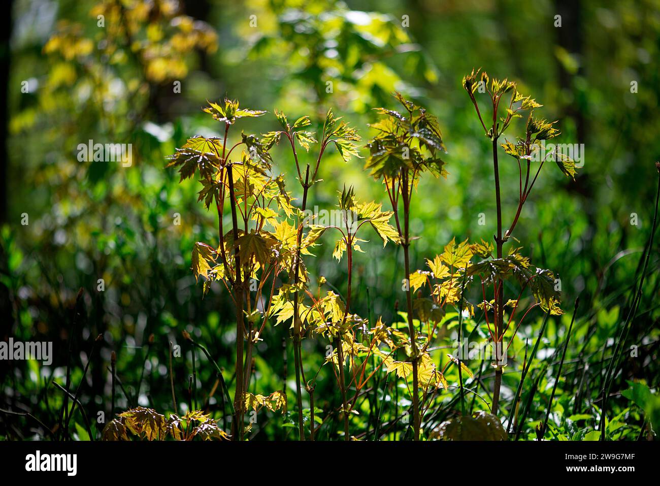 A lush green background of trees and foliage featuring a patch of green ...