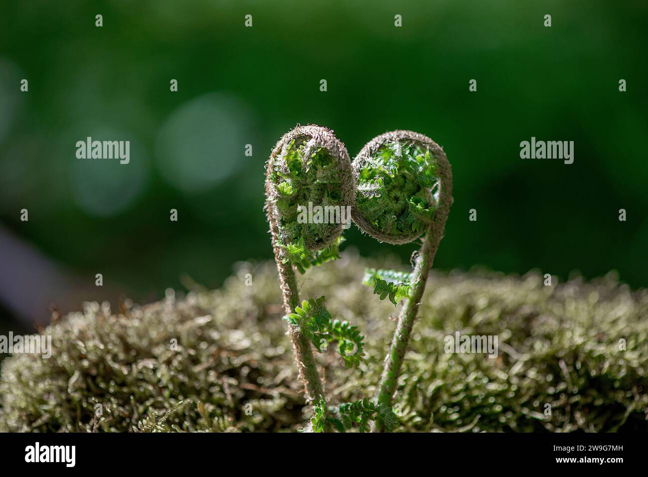 A beautiful two-tone green image of two ferns intricately arranged to ...