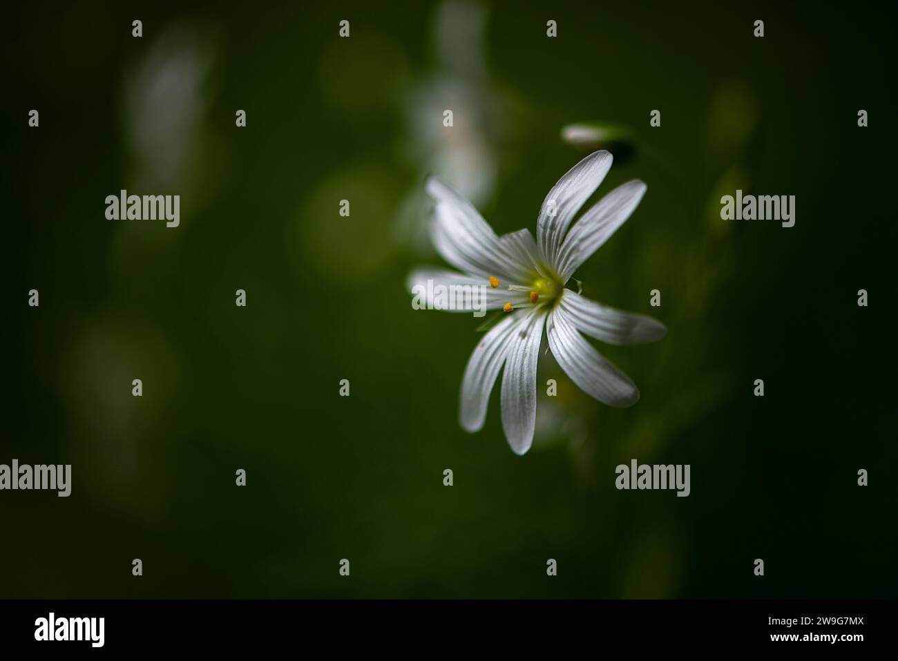 Starry night flower hi-res stock photography and images - Alamy