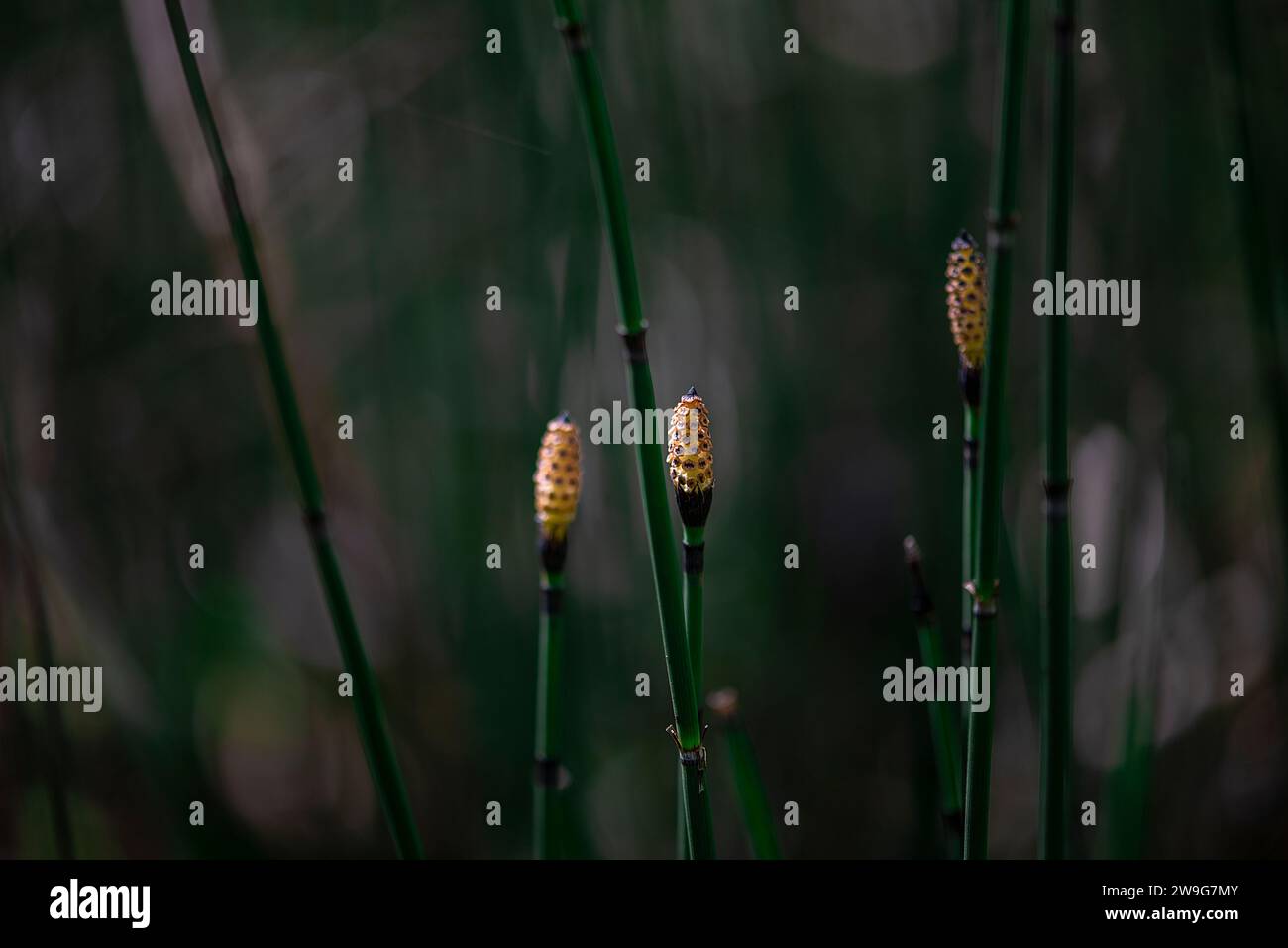 Two small yellow flower buds on a green stem in a garden setting Stock ...