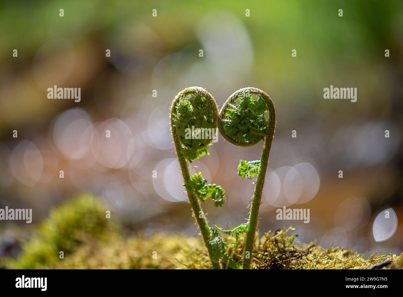 A lush patch of emerald green moss has taken over a section of the ...