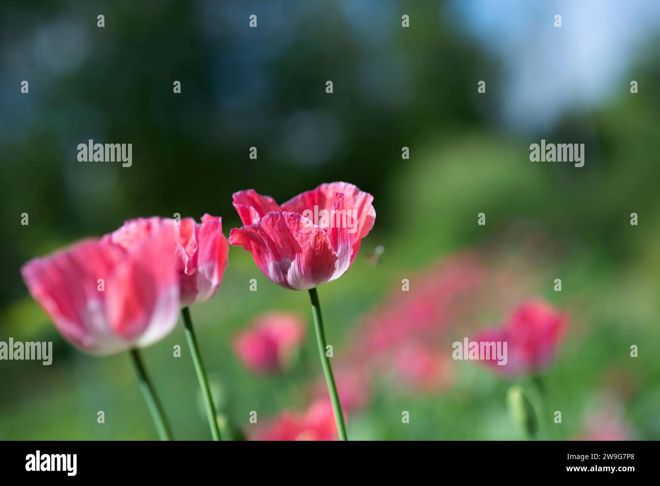 An idyllic rural landscape featuring a field of wildflowers Stock Photo ...