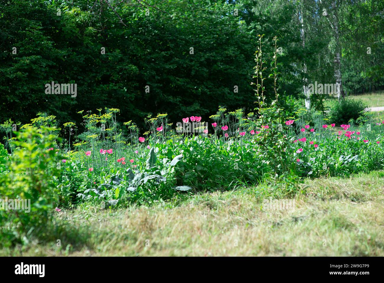 An idyllic rural landscape featuring a field of wildflowers Stock Photo ...