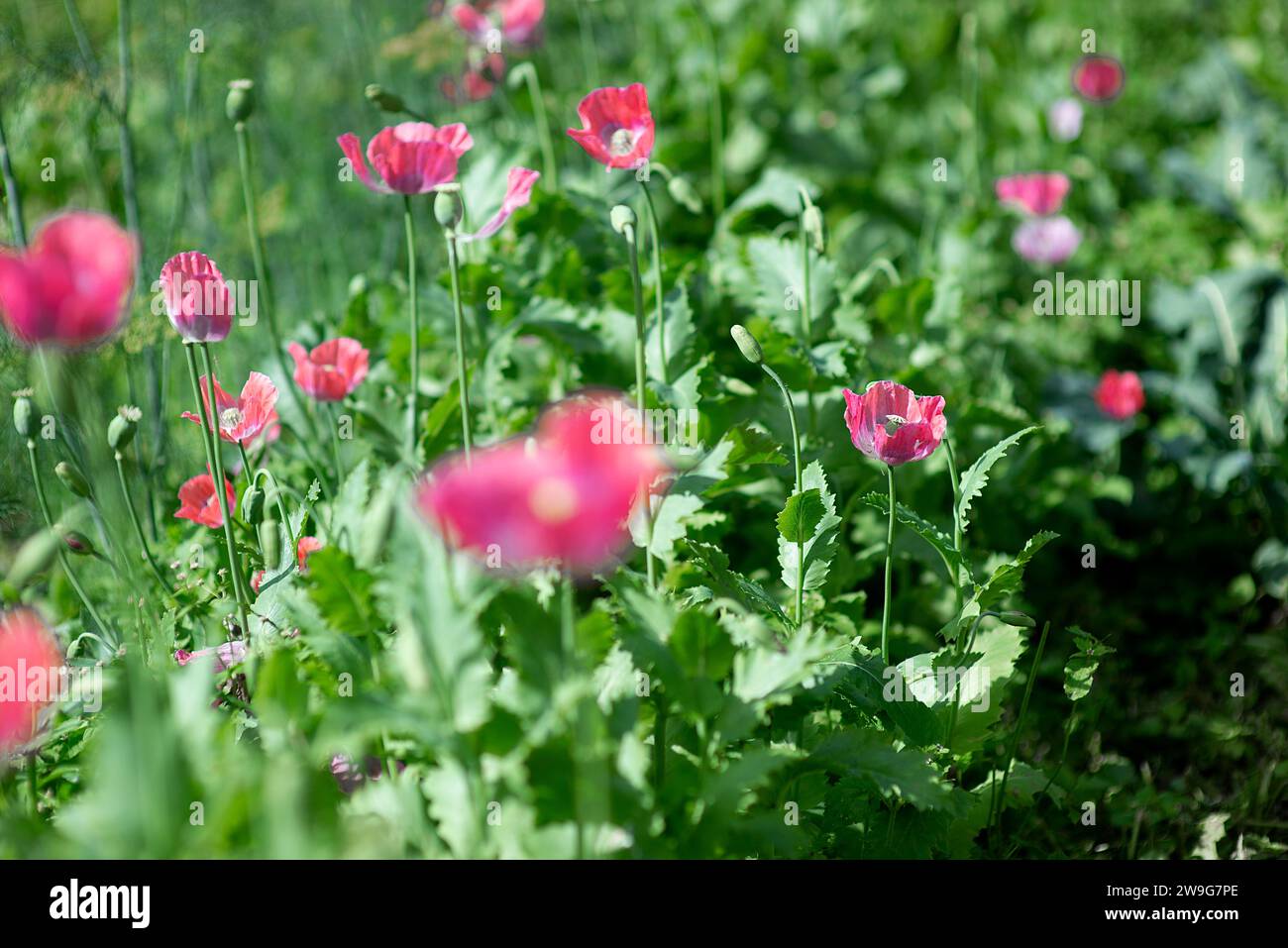 An idyllic rural landscape featuring a field of wildflowers Stock Photo ...