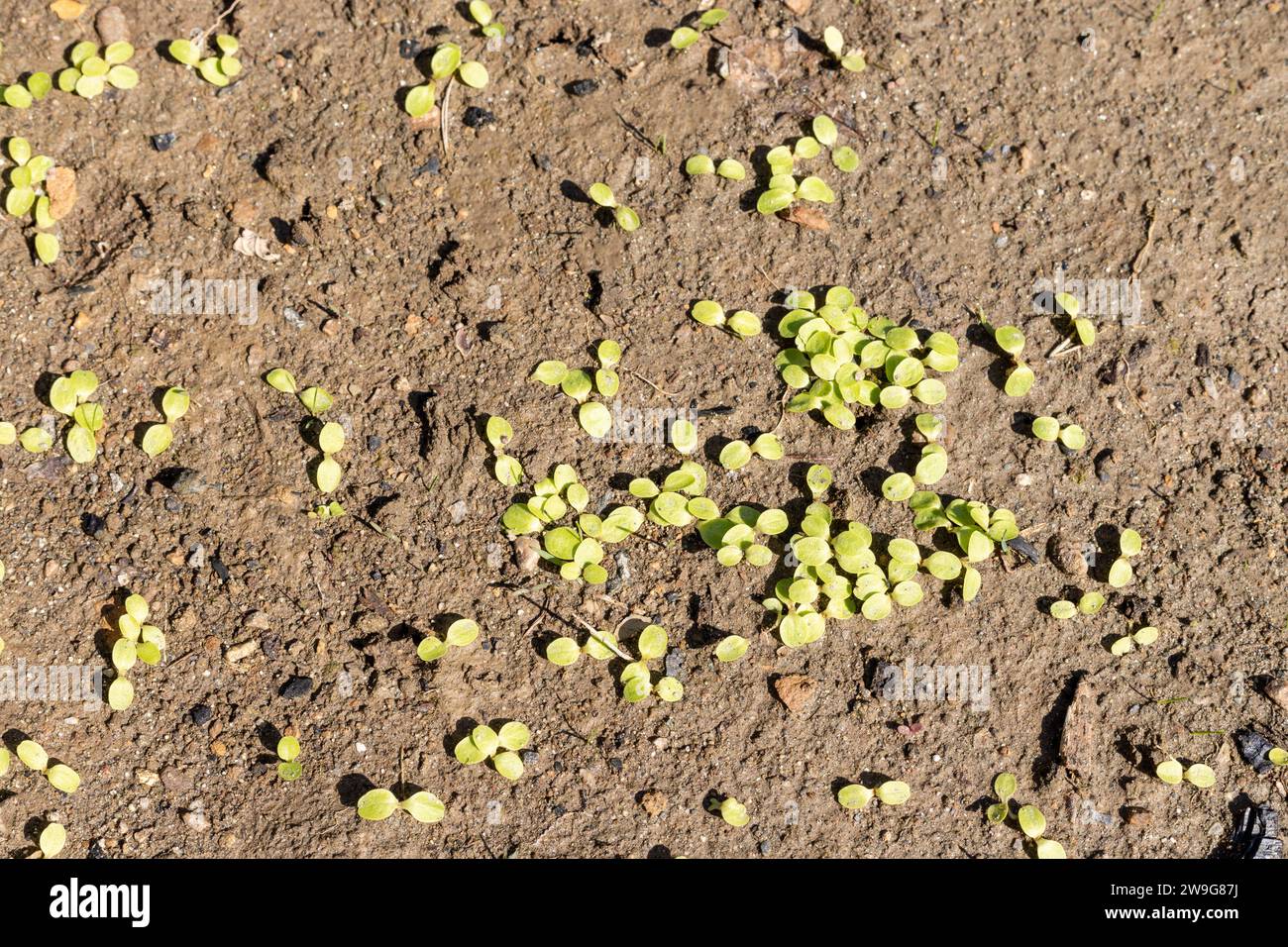Lettuce seeds germinate closeup top view Stock Photo - Alamy