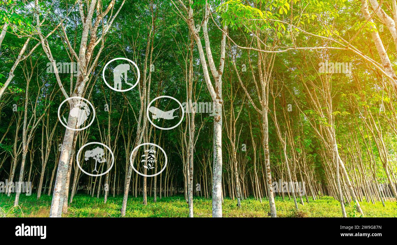 Tourism resources and agricultural learning, Rubber plantation farming ...