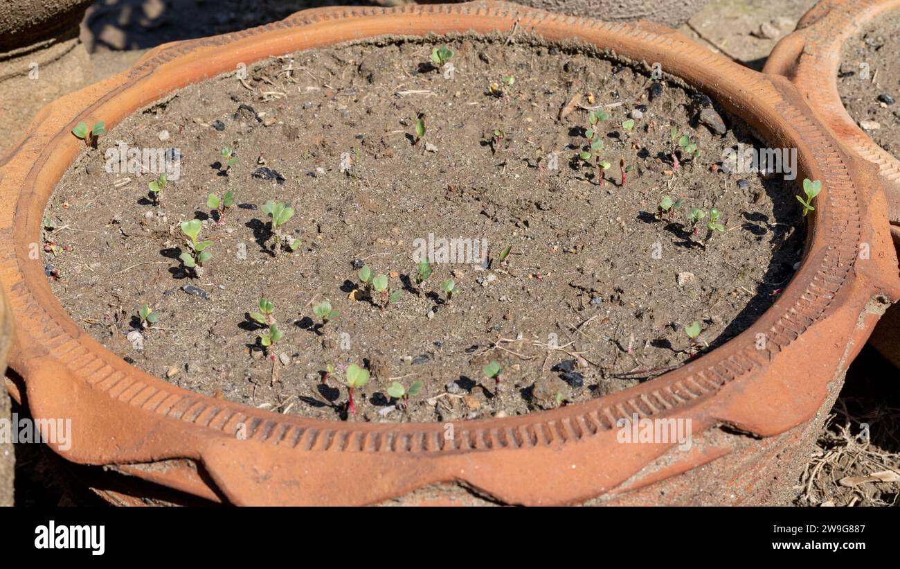 Radish fresh seeds germinated in clay pot Stock Photo - Alamy