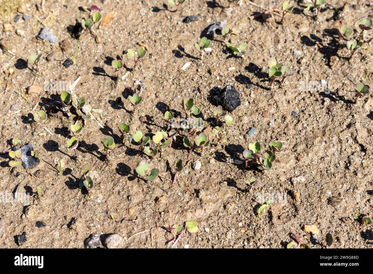 Small round seeds hi-res stock photography and images - Alamy