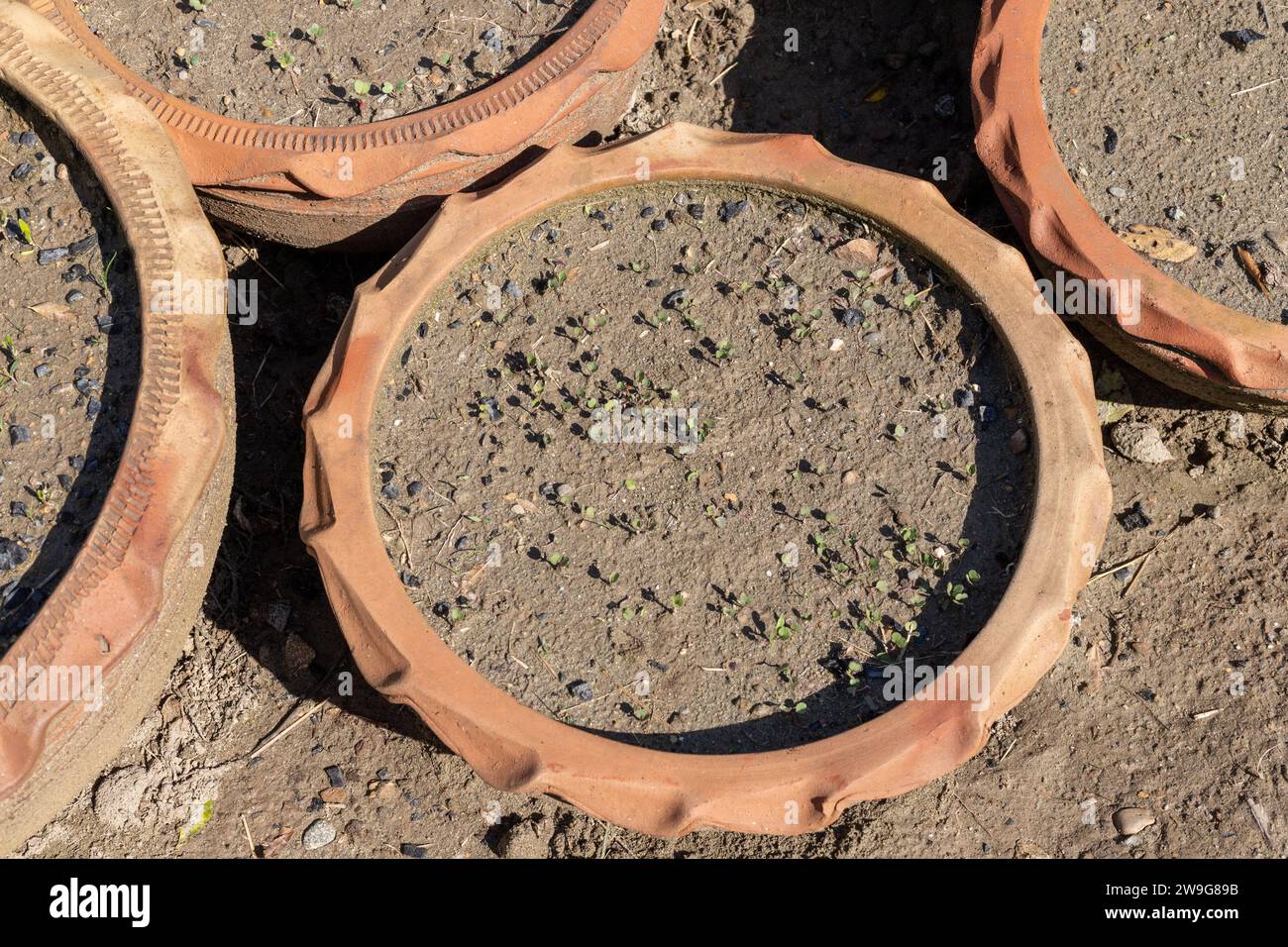Radish plants growing hi-res stock photography and images - Alamy