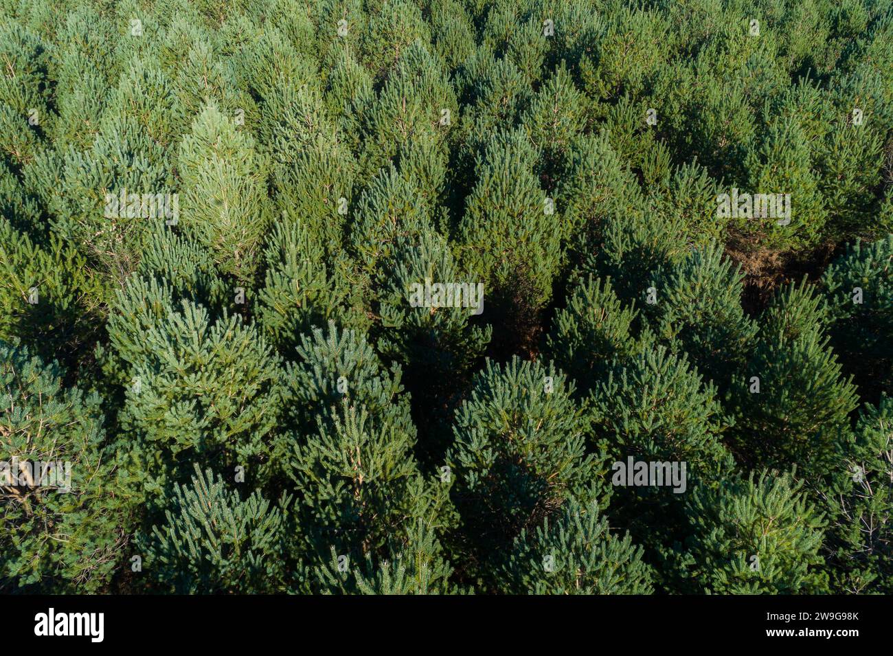 Aerial forest top down shot hi-res stock photography and images - Alamy