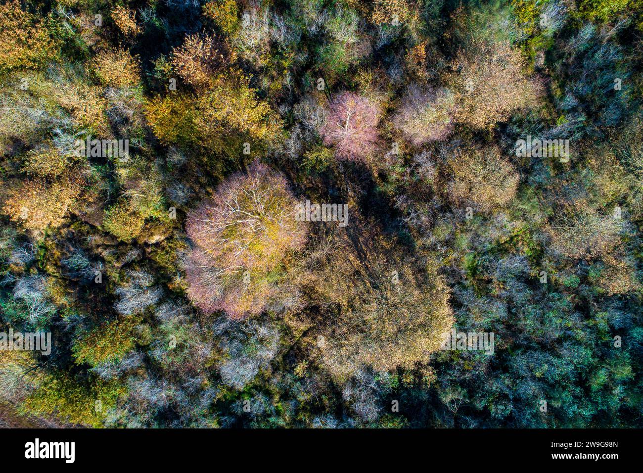 Aerial treetop tree canopy hi-res stock photography and images - Alamy