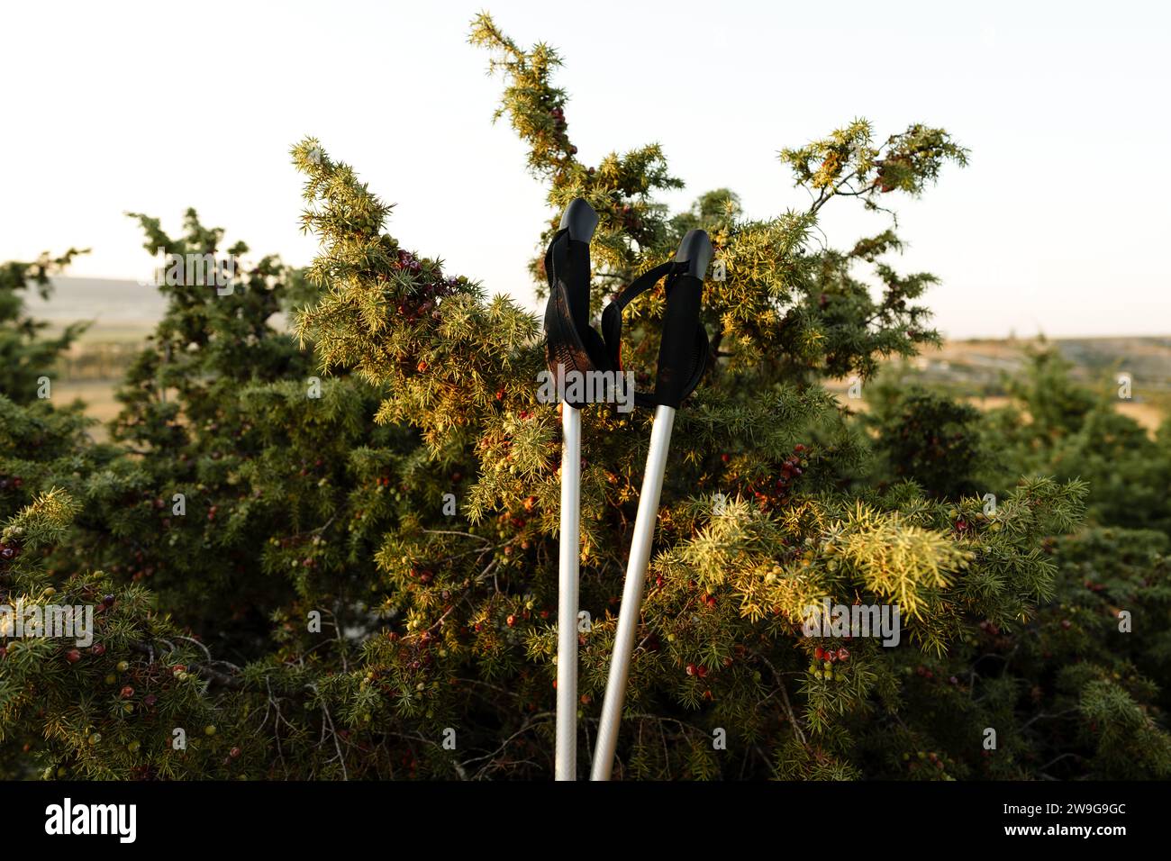 Stick stuck in ground hi-res stock photography and images - Alamy