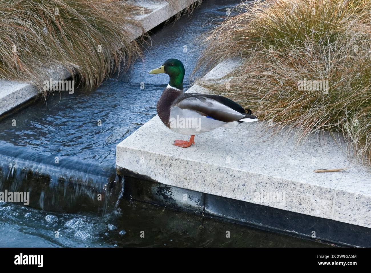 A closeup picture of a colorful duck with the head and neck in green ...