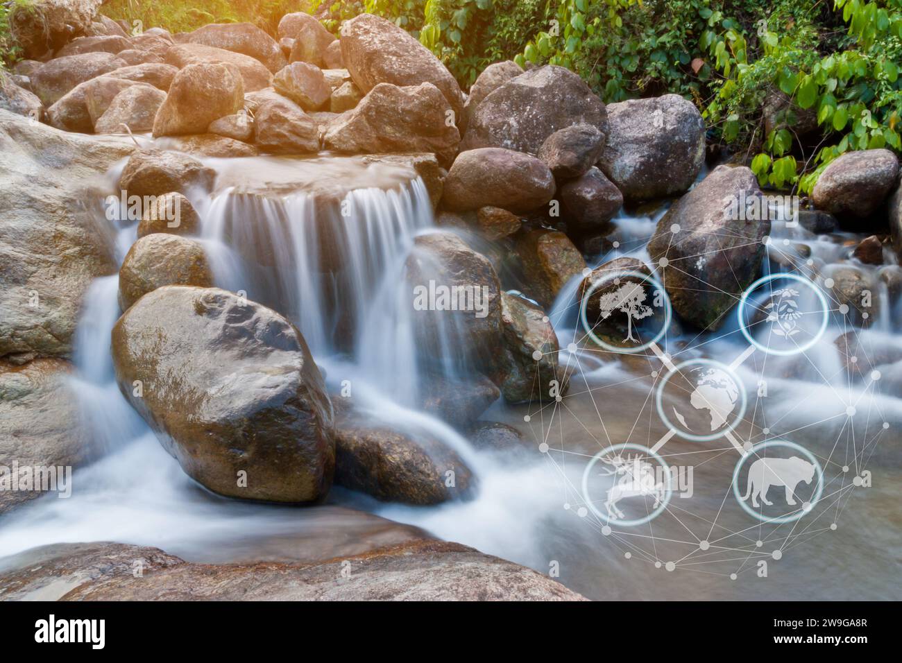 Ecosystem and preserve nature and sustainable concept, Watershed forest ...