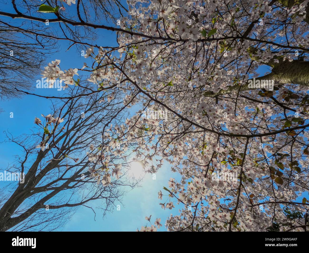 This image captures the delicate beauty of cherry blossoms in full ...