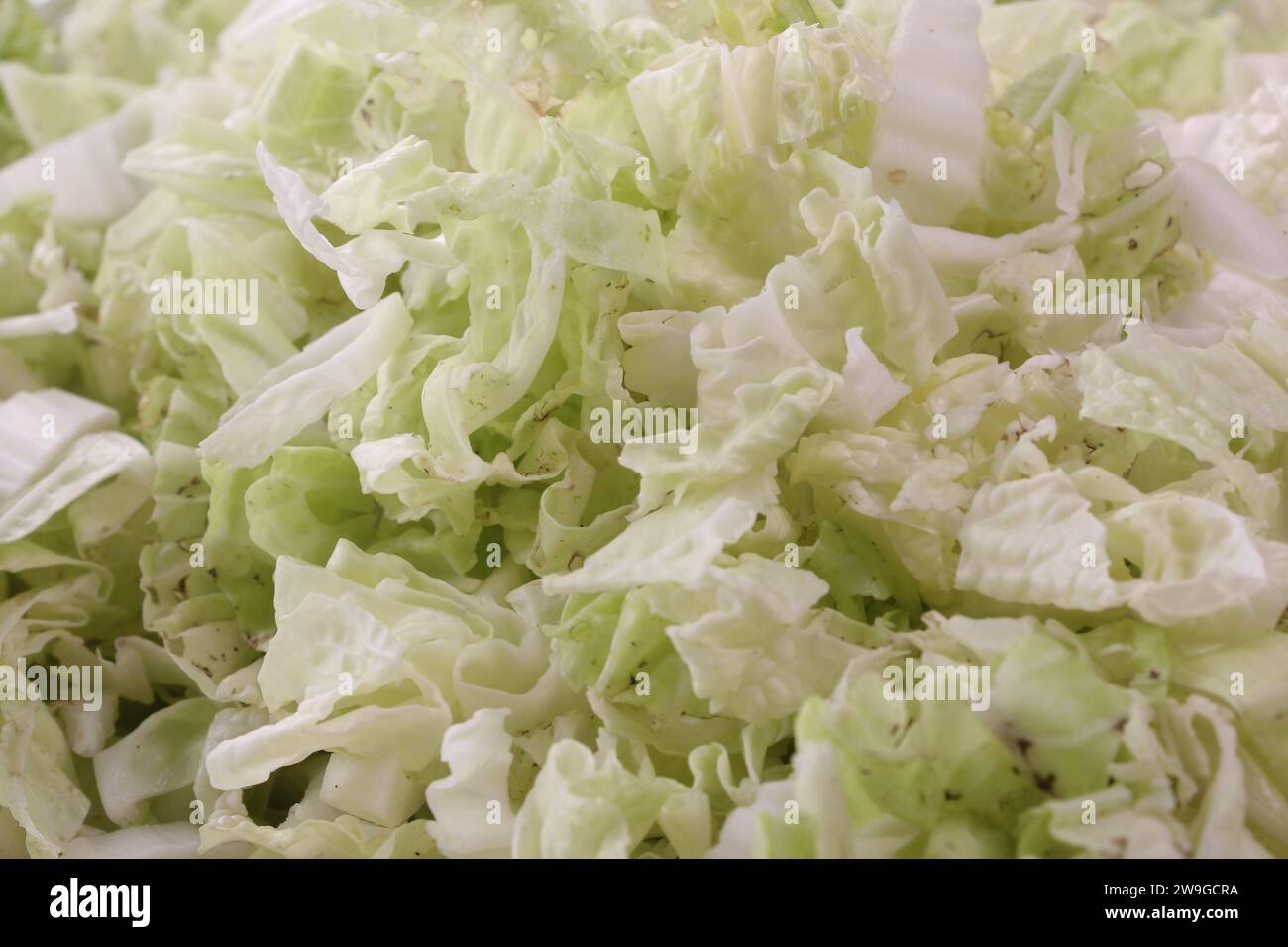 Chopped chicory and young chicory stalks ready to cook, selective focus ...