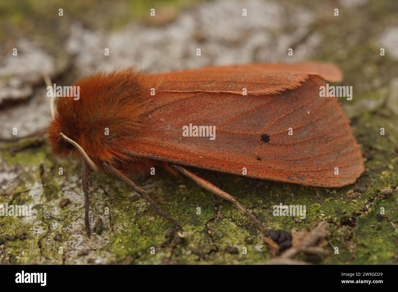 Detailed closeup on a ruby tiger moth, Pphragmatobia fuliginosa sitting ...