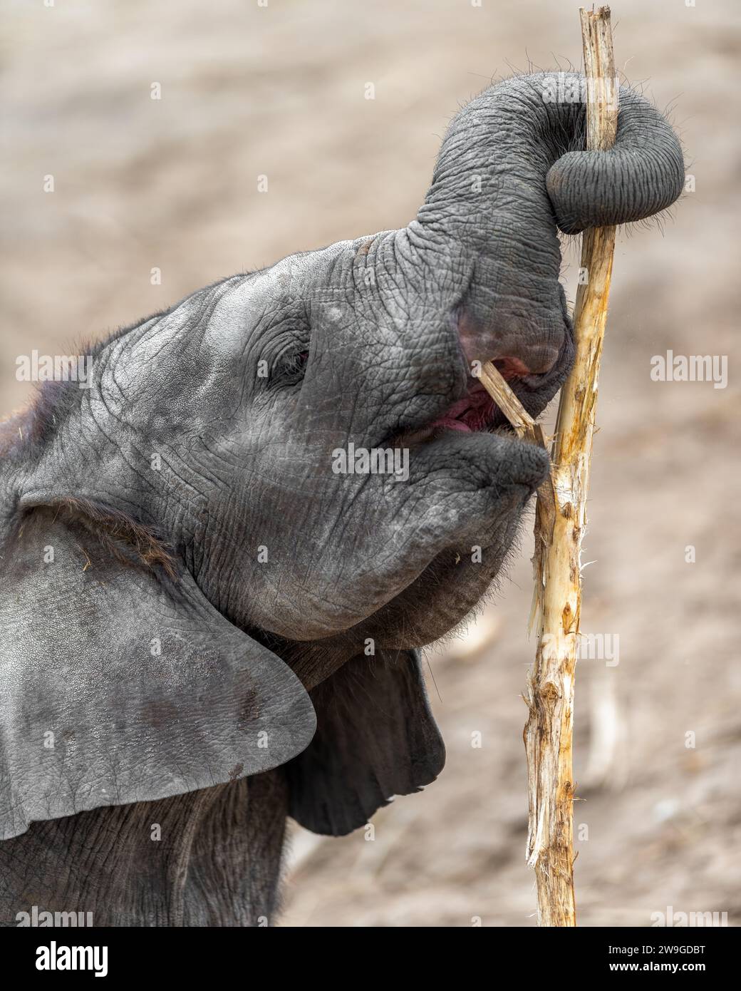 A vertical closeup of an African young elephant eating a plant Stock ...