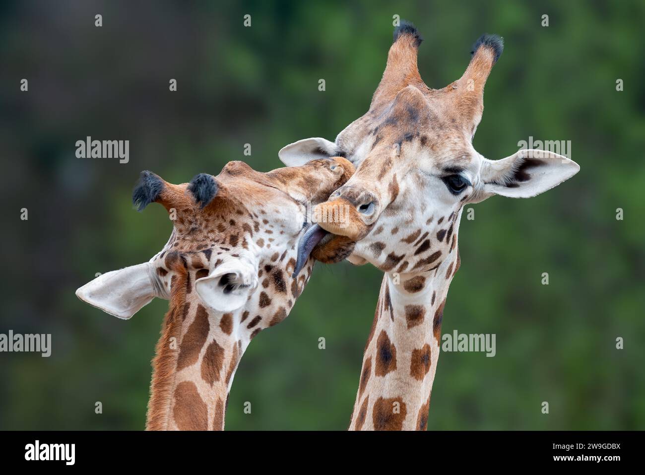 Embrace neck hi-res stock photography and images - Alamy