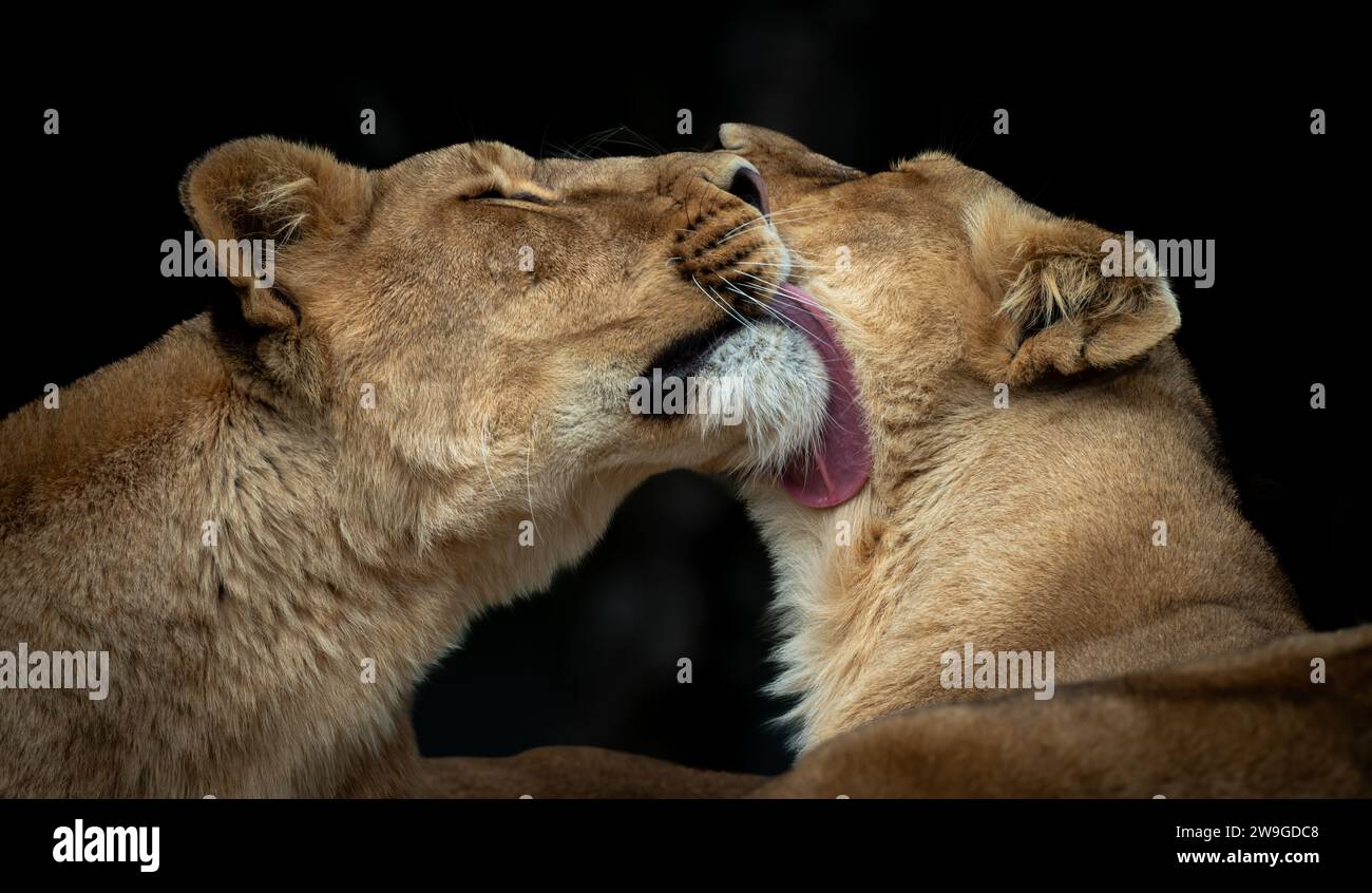 Two lionesses showing affection by licking each other's faces in a ...