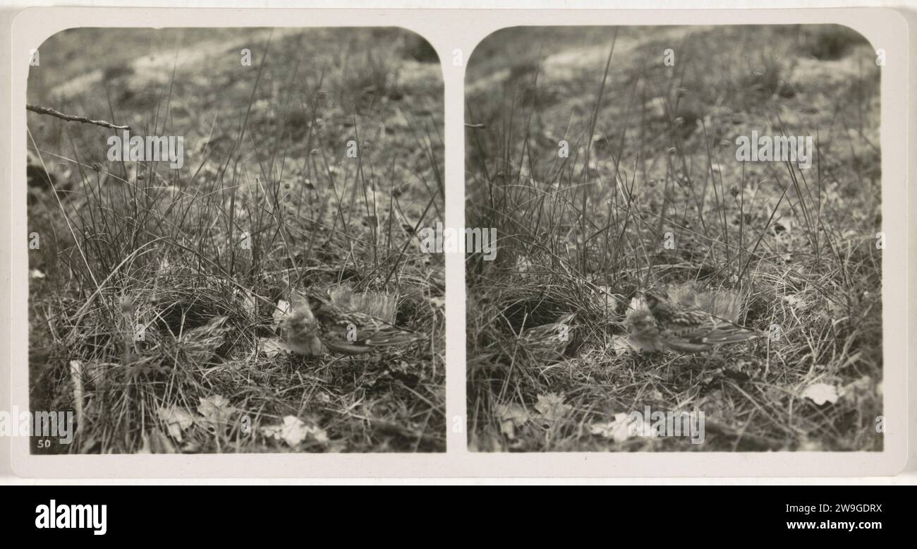 Two tree lion gikes next to nest with young, c. 1870 - c. 1940 ...