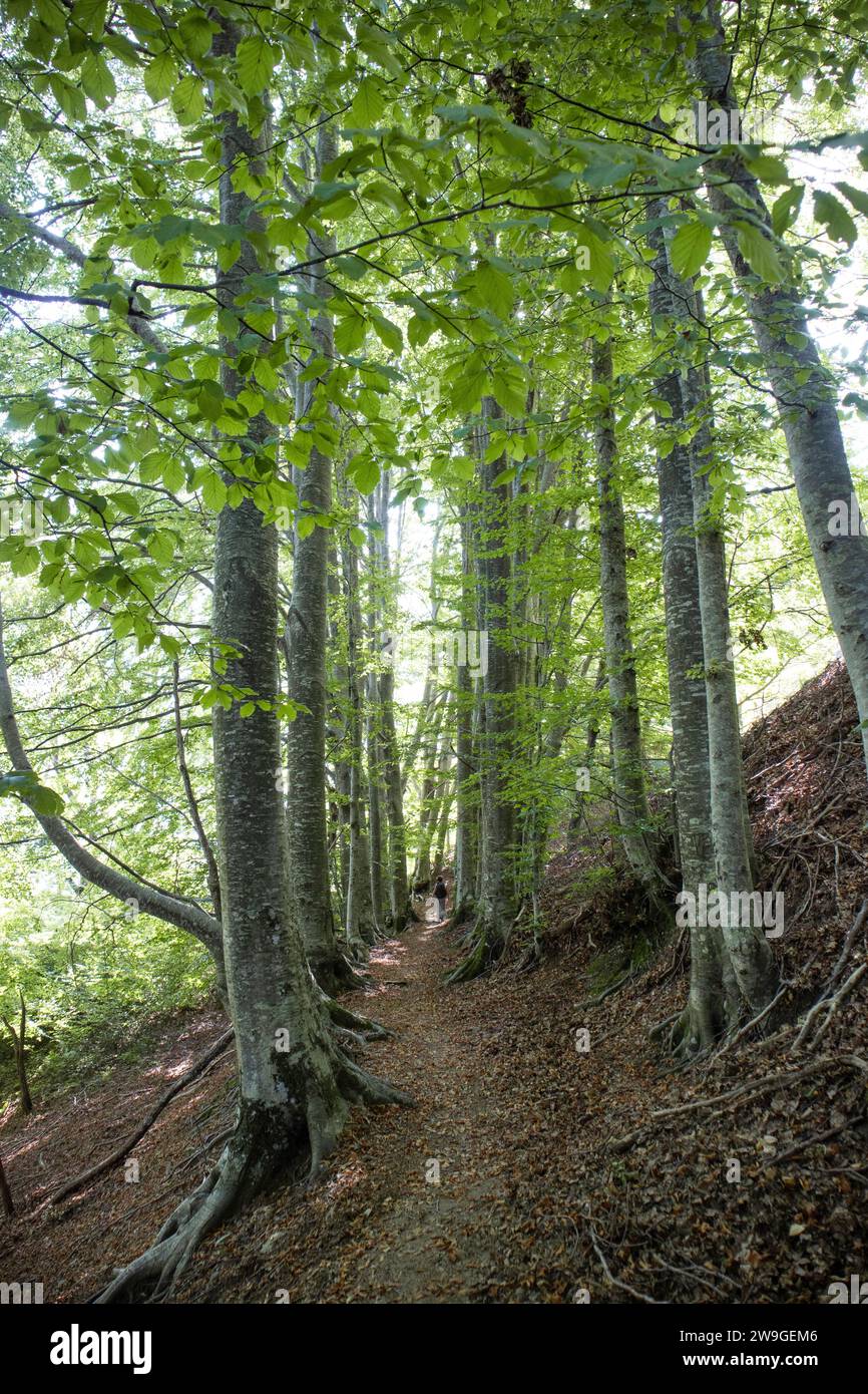 Photographic documentation of a stretch of path that crosses the woods ...