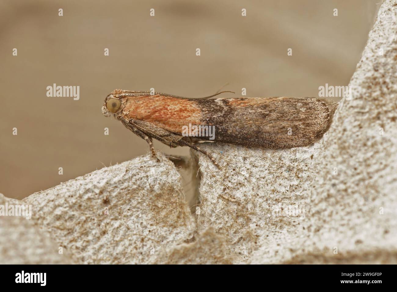 Natural detailed closeup on a small Willow Knot-horn moth, Sciota ...