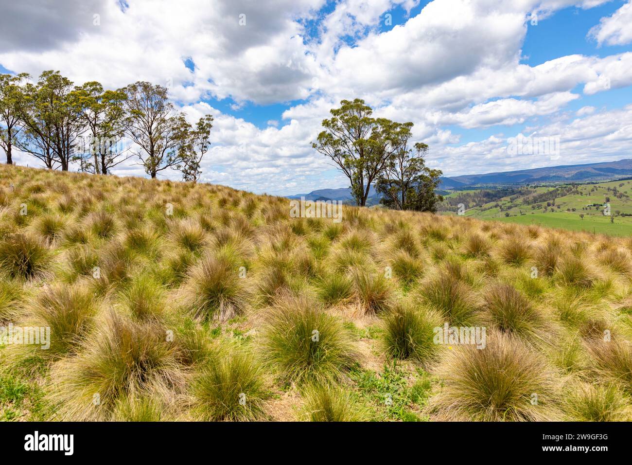 Australian grasses hi-res stock photography and images - Alamy