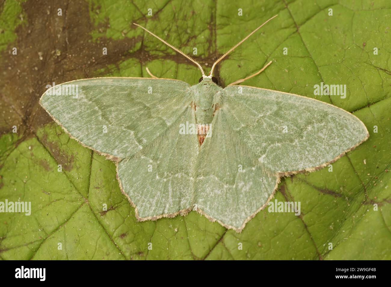 Natural closeup on a fresh emerged colorful green Common Emerald moth ...