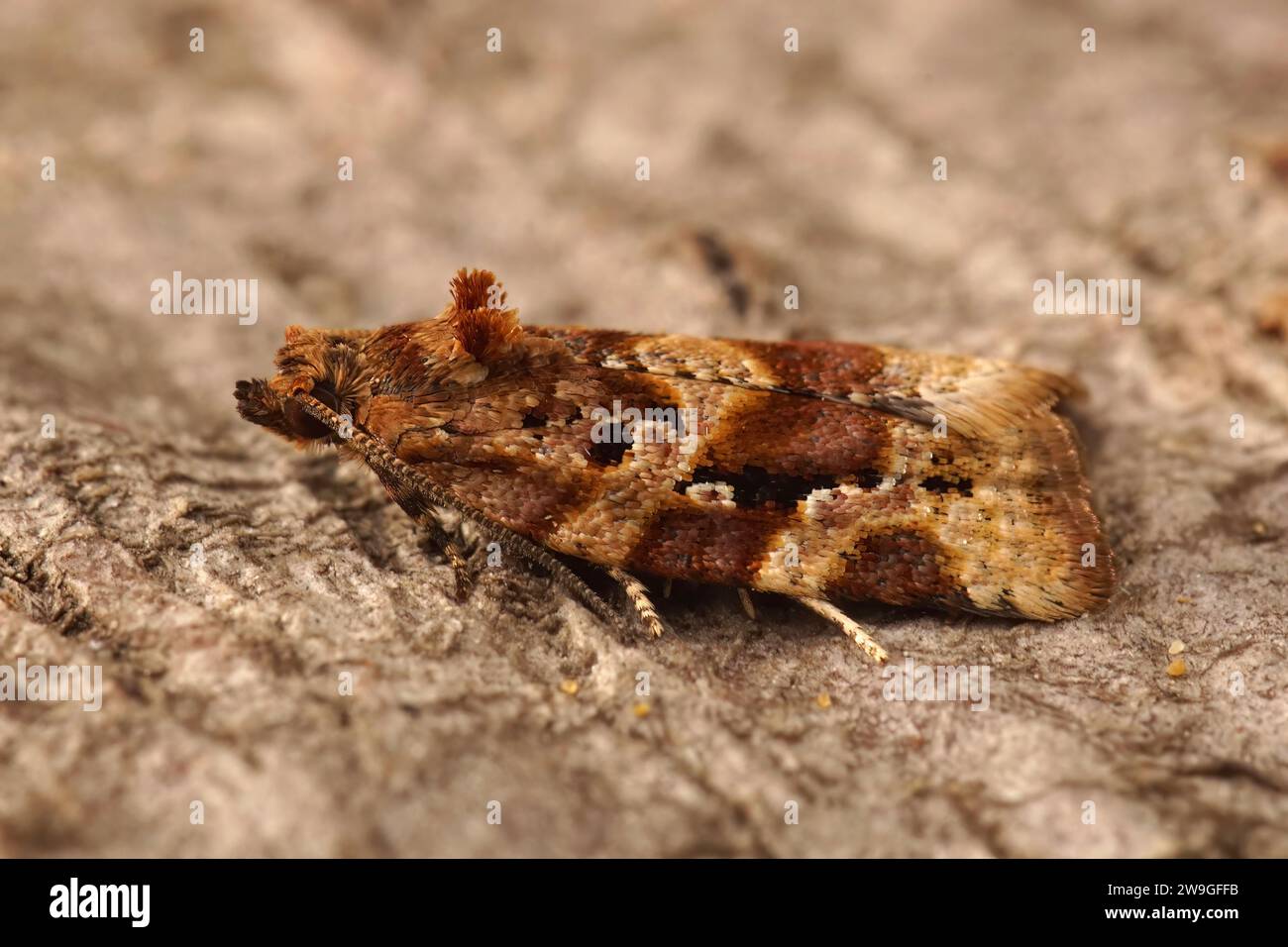 Torrix hi-res stock photography and images - Alamy