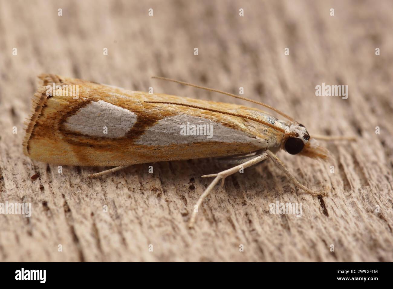 Natural closeup of a Pearl Grass-veneer, crambid moth, Catoptria ...