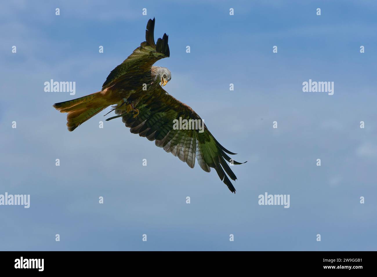 A red kite soaring through a clear blue sky, its wings spread wide ...