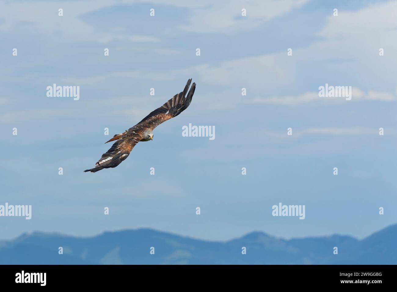 A red kite soaring through a clear blue sky, its wings spread wide ...