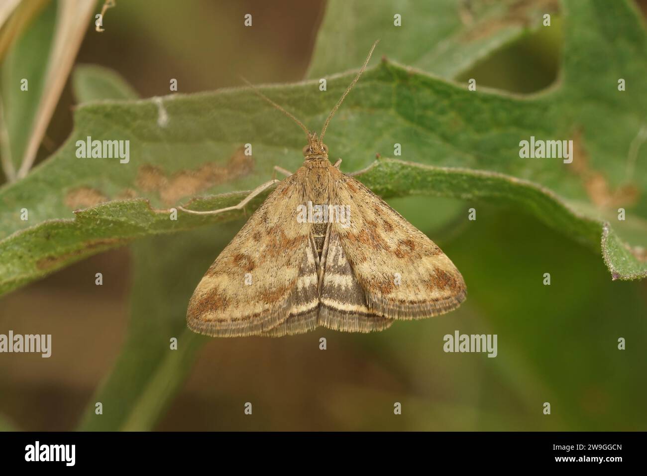 Natural close up on a straw-barred Pearl moth, Pyrausta despicata ...